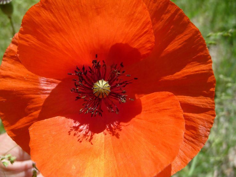 Rosella - RitmeNatura